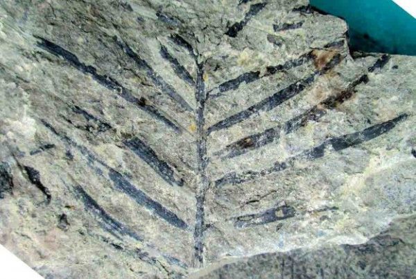 Fossilised Hash Plant Proves Dinosaurs Smoked Weed – Wunderground Music